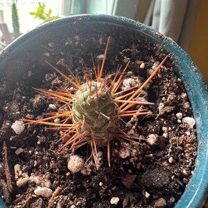 Crassula Picturata tiger Jade 4 - Etsy