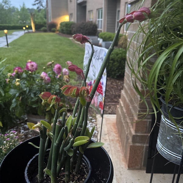 Live Texas Privet/ Ligustrum Japonicum Texanum Come With a One-gallon ...