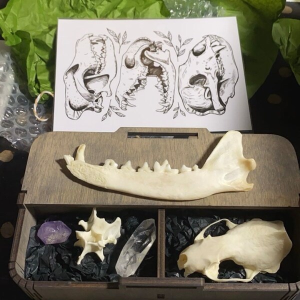 Elegance Red Fox Fang Earrings, Canine Tooth Earring, Tooth Earring ...