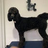 Wagging Tail Poodle Dog - Black & Yellow Silhouette - Wall Clock - Etsy