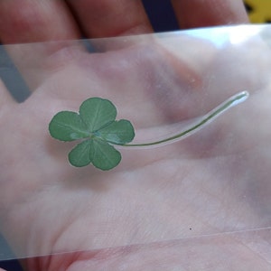 Real SEVEN Leaf Clover Genuine and Hand Picked ONLY ONE Laminated ...