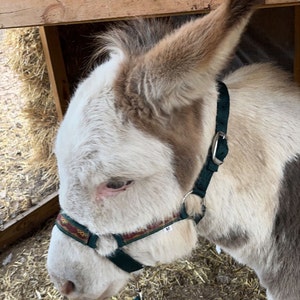 Miniature Donkey Foal & Small Size Halter W/ Overlay choose - Etsy