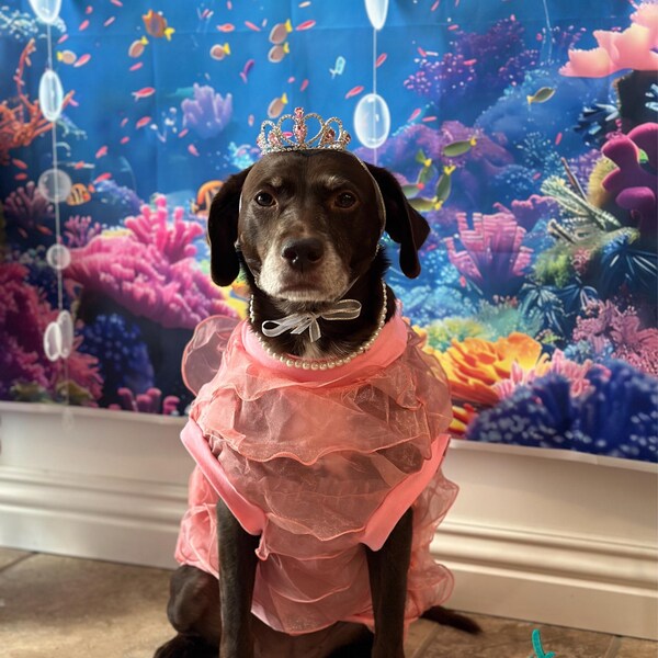 Korean Gat Hat, Korean Traditional Headpiece, Beads Chains, Cute Hanbok ...