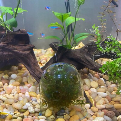 Swiss Dome Fish Tank Functional Art - Etsy