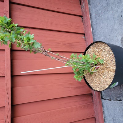 Malabar Spinach, Green, Alugbati, Vietnamese Spinach, Pui, Poi Saag ...
