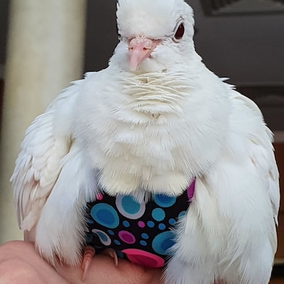 Size 16 Pigeon Flyper Bird Diaper for Pigeon Size, King Pigeon, Runt ...