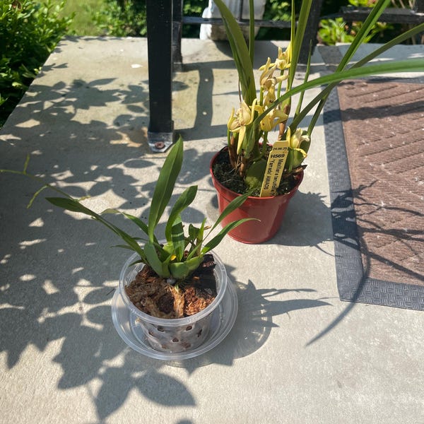 Pikake Plant. Single Flower Variety for Lei Making (pikake Lahilahi ...