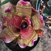 Bromeliad Vriesea Red Chestnut 6 Pot - Etsy