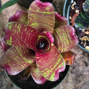 Bromeliad Vriesea Red Chestnut 6 Pot - Etsy
