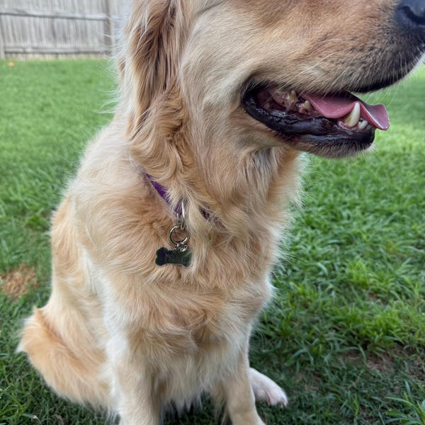 Lightweight Cuban Link Dog Necklace for Dog, Chain Dog Collar Gold ...