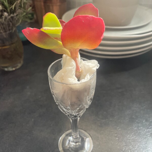 Aloe Donnie Bright Star Sukkulenten Pflanze gut verwurzelt seltene Aloe ...