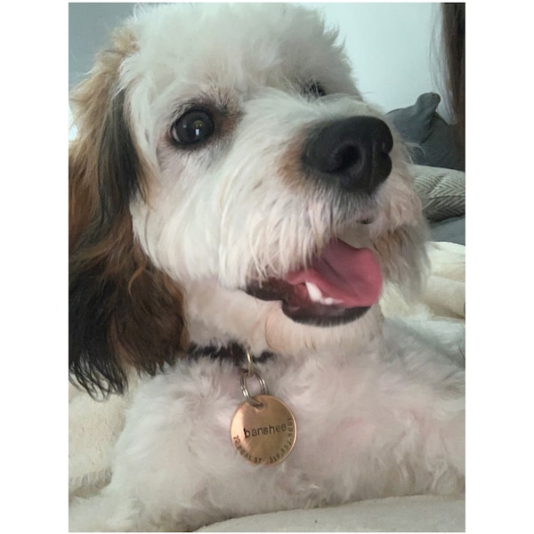 Custom Dog Tag / Custom Pet ID Tag - Lucy - in 1.25'' Domed Bronze ...