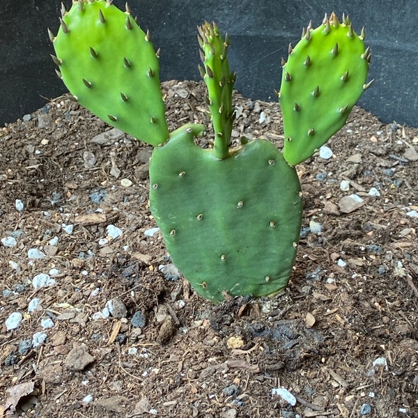 Native North American Prickly Pear. Opuntia Humifusa. Opuntia Cespitosa ...