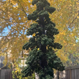 Handmade Giant Sequoia Tree 21" – Dollhouse Miniature Landscape – 1:12 ...