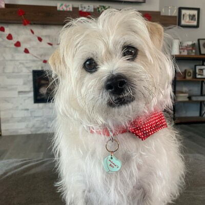 Gothic Pet ID Tag, Custom Dog Tag, Cat Collar Tag, Glitter Dog Tag ...