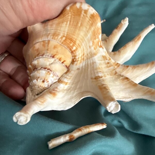 Halloween Wings for Dogs | White Angel Wings | Halloween Dog Wings ...