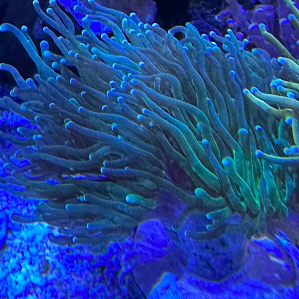 Bicolor Frogspawn Coral Frag Saltwater Aquarium Corals - Etsy