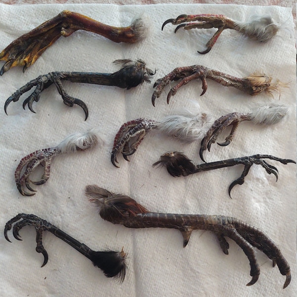 Ten Assorted Wild Bird Feet for Art and Craft Projects - Etsy