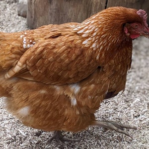 Chicken Bra, Crop Support, Pendulous Crop Support, Crop Bra, Hen Bra ...