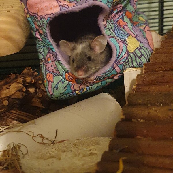 The Cosy Coffin Luxury Halloween Coffin in 3 Sizes, Hanging Cube ...