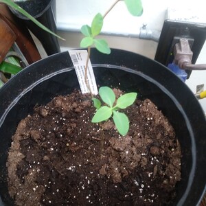 Salix Koriyanagi 'rubykins' Korean Basket Willow - Etsy