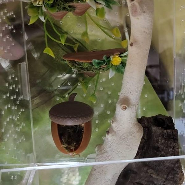 3D Printed Magnetic Acorn Spider Hide- Upgraded Sling Acorn Magnets! - Etsy