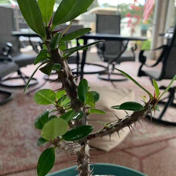 Men's Jacket // Vintage Jacket // STP Oil Retro Jacket // Kingsroad STP ...