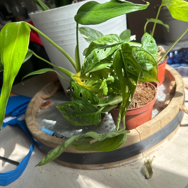 Peperomia Piper Parmatum Live Plant | Peperomia Plant Starters | Pet ...