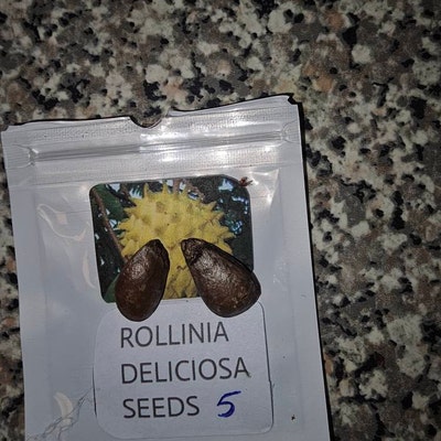 5 Rollinia Deliciosa Seeds Biriba Rollinia Mucosa Rare Tropical Fruit ...