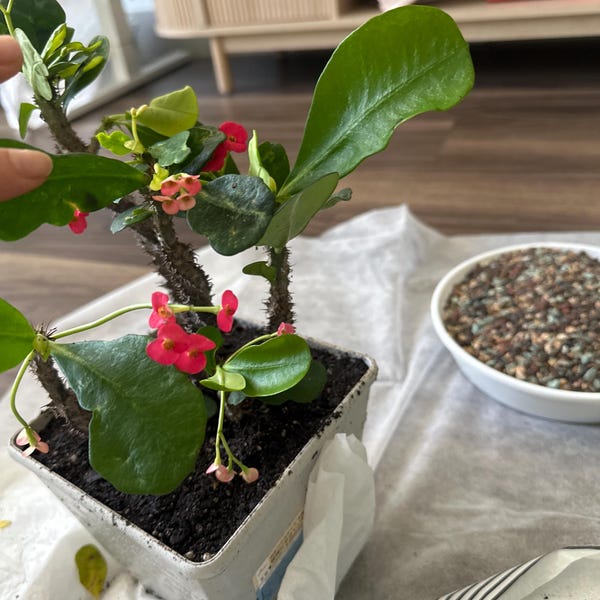 Healthy Chaya Plant Cuttings With Emeritus Gardens Plant Food and Chaya ...