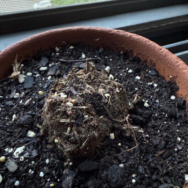 Votaniki John Peed Caladium - Perennial Caladium Bulbs for Planting ...