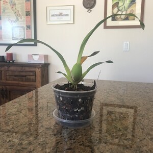 Live Orchid Vanda Flower Plant From Hawaii Exotic - Etsy