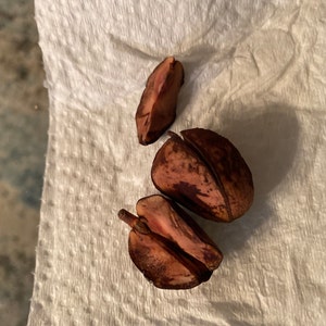 21 Ikines 4 Eyes Ifa African Palm Nuts - Etsy