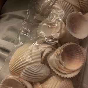 Mexican Flat Scallop Cockle Clam Pecten Seashells | Etsy