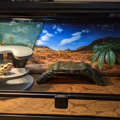 Terrarium Background / Beautiful Blue Sky With Cactus and Mountains - Etsy