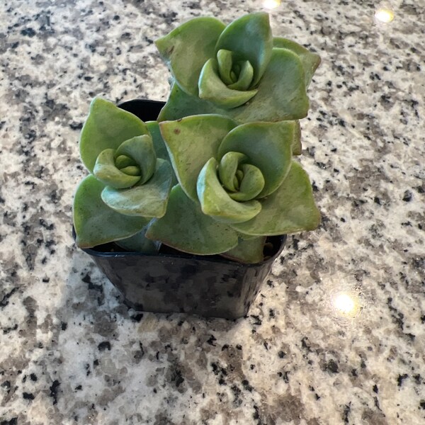 String of Buttons | 2 Inch | Crassula Perforata | Live Succulent Plant ...