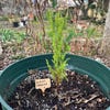 Coast Redwood | Tree Seed Grow Kit | the Jonsteen Company - Etsy