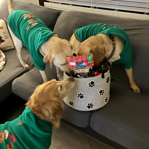 Customizable Pet Shirt: Create a Unique Look for Your Pet Personalized ...