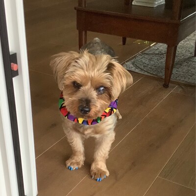 Dog Neck Scrunchie, Paw Print, Neck Ruffle Collar, Ruffle Collar, Fits ...