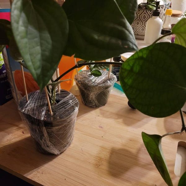 African Violet Live Plant Flowering "tamiko 30" 4.5" Live African ...