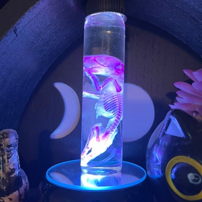 Round LED Display Base for Wet and Diaphonized Specimens - Etsy