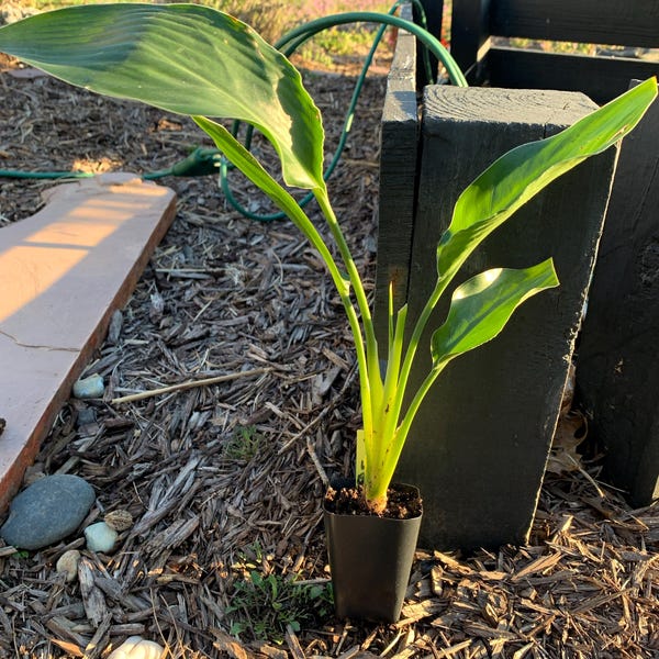 DANCING Rabbit~~aromi Deciduous Azalea Rhododendron~~well Rooted SMALL ...