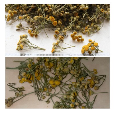 Dried Tansy Flowers Tanacetum Vulgare Natural Organic - Etsy