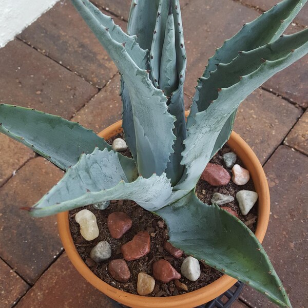 Blue Agave Americana Century Plant (bare Root) - Etsy