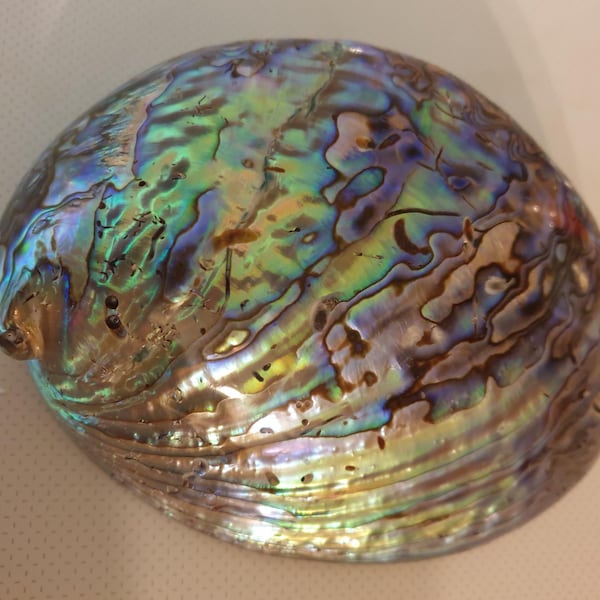 New!5~6 Inch Large Natural Abalone Shell Decor,shell House Decor,art ...