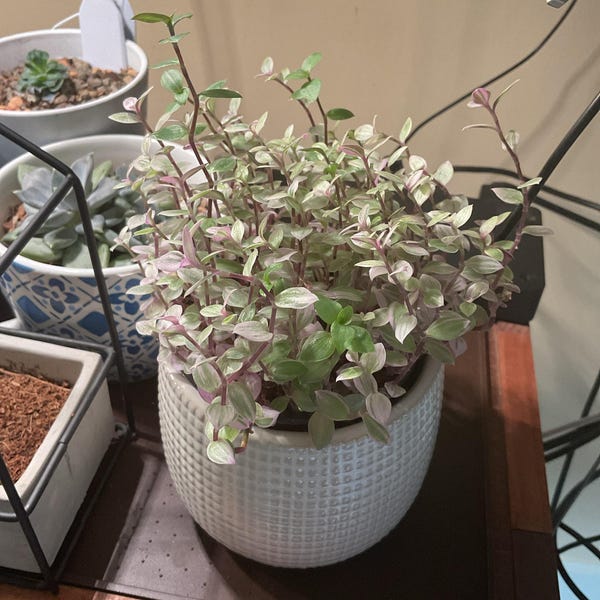 Limited Offer: 4'' Pink Panther 50% Off, Callisia Repens, Pink ...