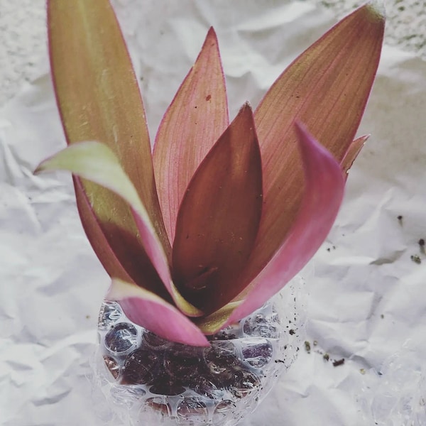 Rhoeo 'sitara's Gold' (tradescantia Spathacea) - Etsy