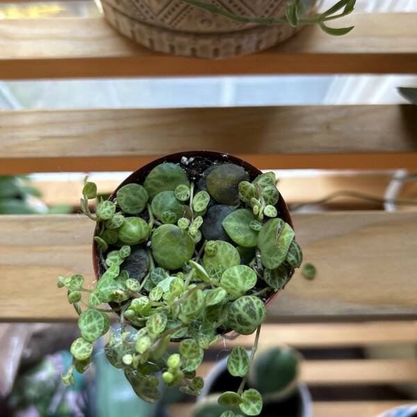 String of Turtles Cuttings, Peperomia Prostrata, Succulent Cuttings, Live Plant Cuttings - Etsy