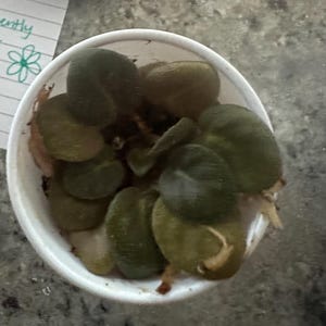 Rob's Pewter Bells Mini African Violet - Etsy