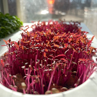 Early Thorogreen Lima Bean Seeds Early Bush Beans 25 Seeds - Etsy